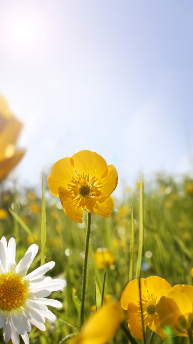 45 Beautiful Spring Phone Wallpapers to Brighten Your Day - Heartfelt ...